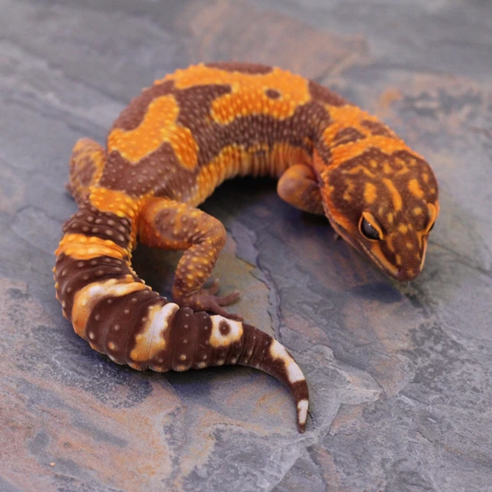 Black Blood Lava Tremper Leopard Gecko by Wildcard Geckos