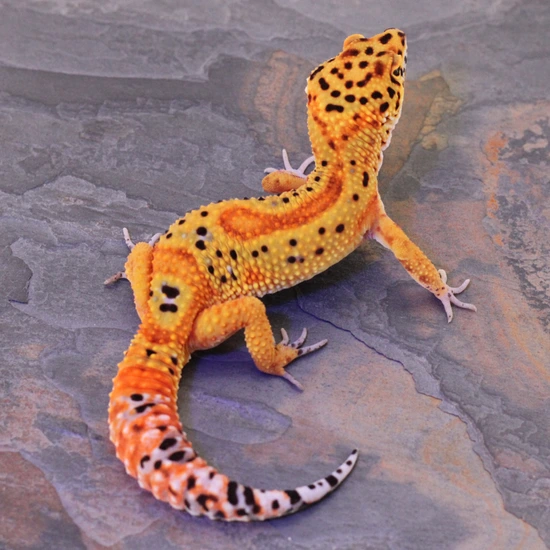 Blood Joker X Atomic Clown NKH Leopard Gecko by Wildcard Geckos