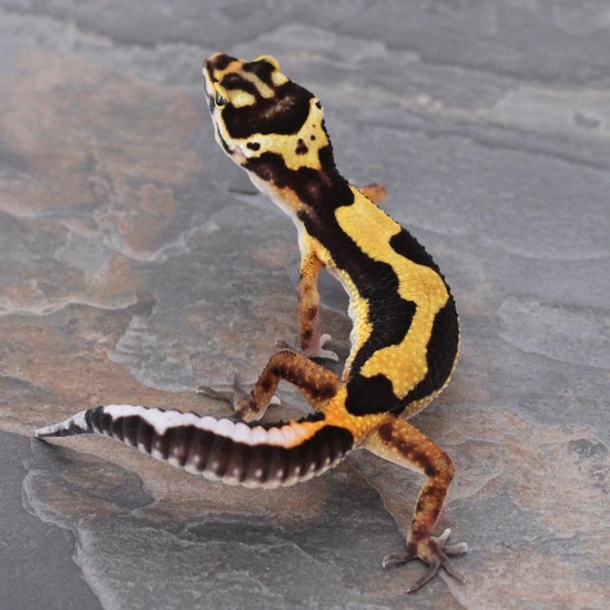 Bengal X Firebold | Female – Series BG02-5 Leopard Gecko by Wildcard Geckos