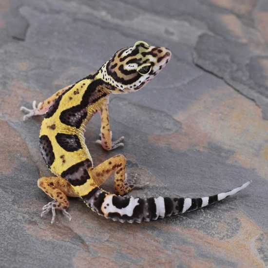 🦇 Halloween Mask Cross – Series HM01-1 🎃 Leopard Gecko by Wildcard Geckos