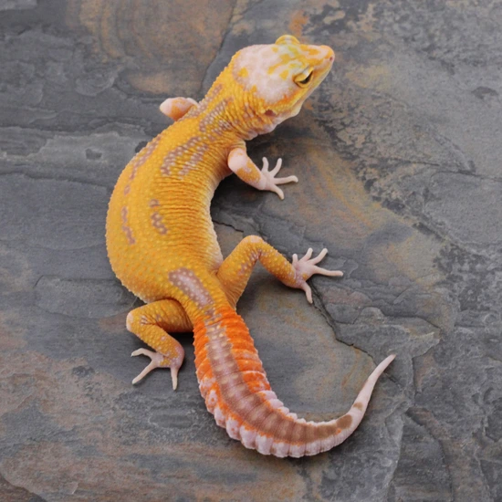 Burning Blood Rainwater (Het BAE) ️‍🔥 Leopard Gecko by Wildcard Geckos