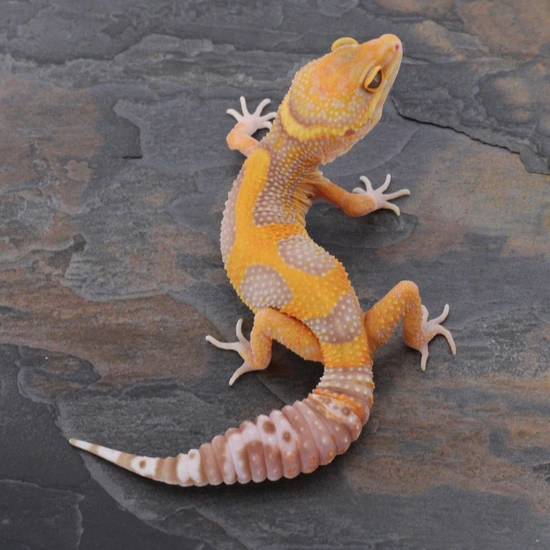 ️‍🔥 Burning Blood Rainwater (Het BAE) – Series BB01-1 💎 Leopard Gecko ...