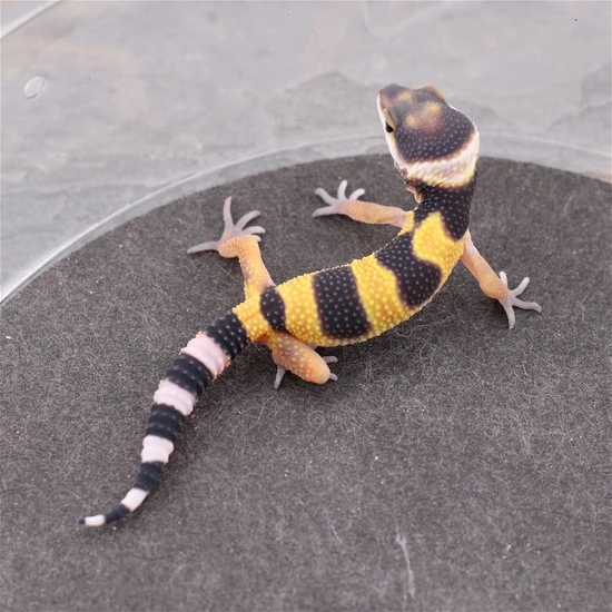 Blood Joker X Atomic Clown NKH Leopard Gecko by Wildcard Geckos