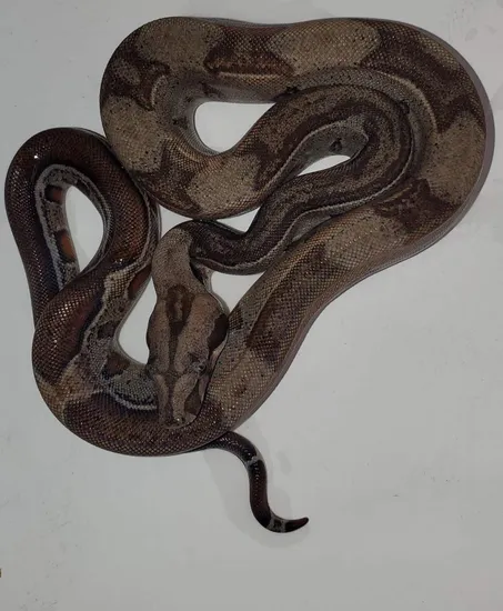 Het Albino Het Leopard Boa Constrictor by Wildcat's Reptile's