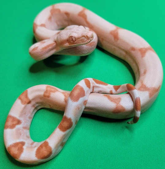 Lipstick Sunglow Boa Constrictor by Wildcat's Reptile's