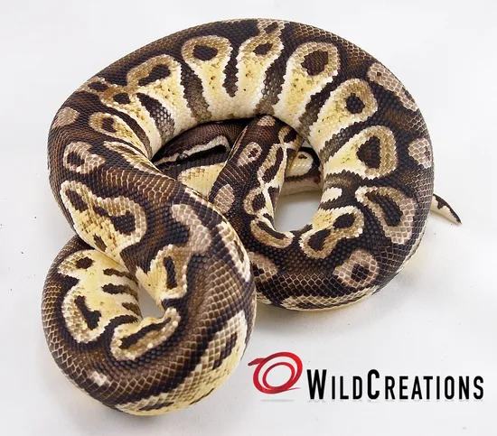 Pastel Nova Ball Python by WildCreations
