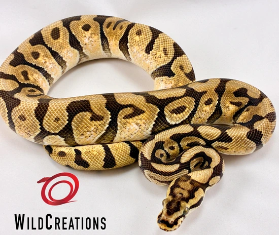 Enchi Spotnose Het Clown Ball Python by WildCreations