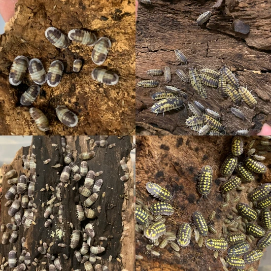 Updated Isopod List by Wild Exotix