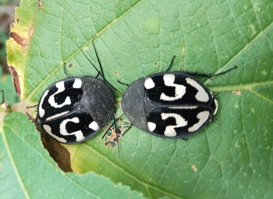 20 Therea Olegrandjeani “question Marks Cockroach by Wild Exotix