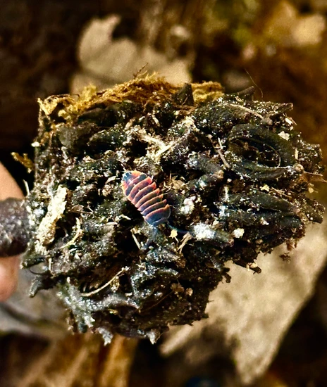 10+ Ember Bee Isopods!! by Wild Exotix
