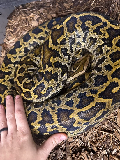 Friendly Sub Adult Male Het Granite Burmese Python by Wild Exotix