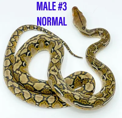 Normal DH Anthrax/Anery Reticulated Python by WildFire Retics