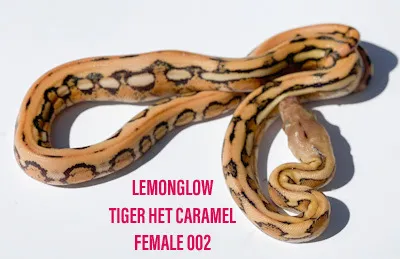 Lemonglow Tiger Het Caramel Reticulated Python by WildFire Retics