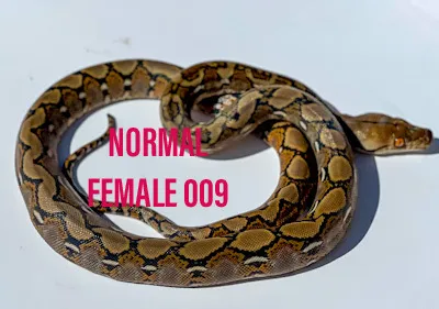 Normal Reticulated Python by WildFire Retics