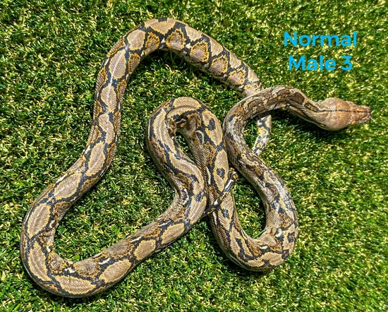Normal Reticulated Python by WildFire Retics