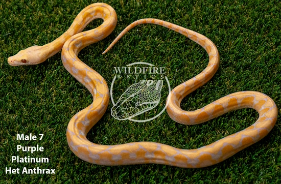 Platinum Purple Albino Het Anthrax Reticulated Python by WildFire Retics