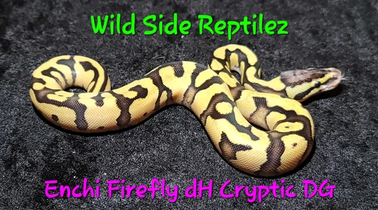 Enchi Firefly Het Cryptic Het Desert Ghost Ball Python by Wild Side ...