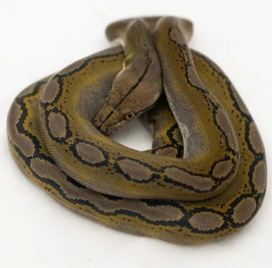 Motley Sunfire Reticulated Python by Wild Things Exotic Pets LLC