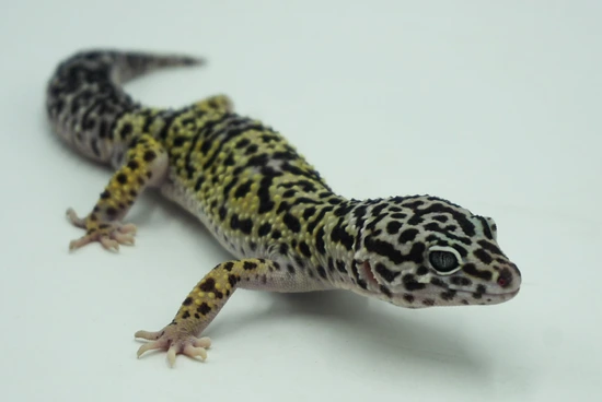 Mack Snow Bold Het Albino Blizzard Leopard Gecko by Wild Things Exotic ...