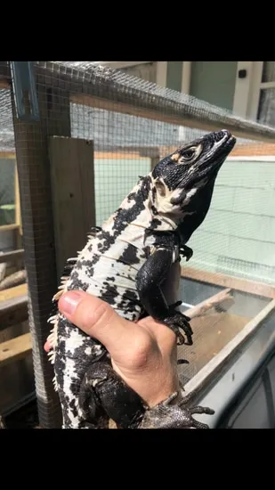Adult Pied Panda Pectinata Other Iguana by Deleted-992279847515610