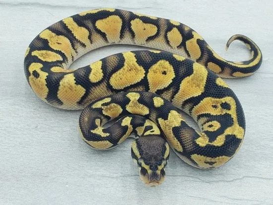 Pastel Orange Dream Ball Python by Coastal Georgia Exotics