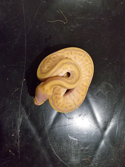 Coral Glow Mojave Pinstripe Ball Python by C&C Python Factory
