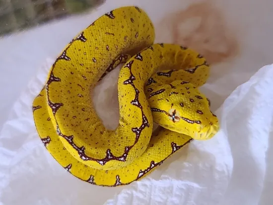 Captive Bred Cyclops Mountain Gtp Green Tree Python by Extraordinary ...