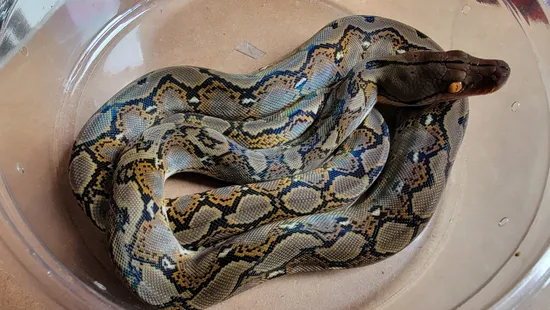 Sumatra Type Reticulated Python by Extraordinary Ectotherms