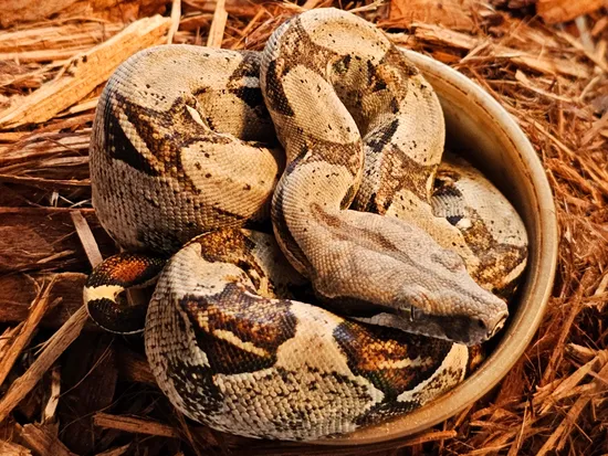 Female BCI #22pj07 Is Tame! Video Proof! Boa Constrictor by ...