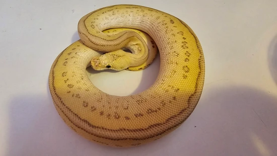 Pastel Butter Leopard Clown Ball Python by Extraordinary Ectotherms