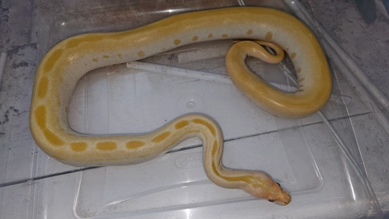 Albino Green Burmese Python by Extraordinary Ectotherms