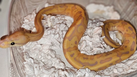 Banana Leopard Yellowbelly Fire Red Stripe Tame Video Proof! Ball ...