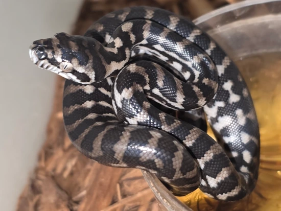 Coastal Carpet Coastal Carpet Python by Extraordinary Ectotherms