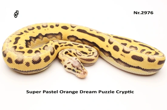 Super Pastel Orange Dream Puzzle Cryptic Ball Python by Austrian Reptiles