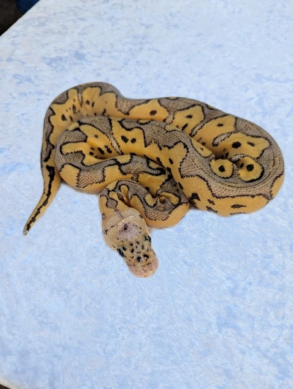 Killer Clown Leopard Red Stripe Ball Python by Princess Pythons