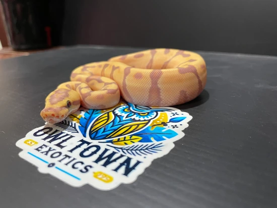 Super Banana Enchi Het Clown Ball Python by Owl Town Exotics