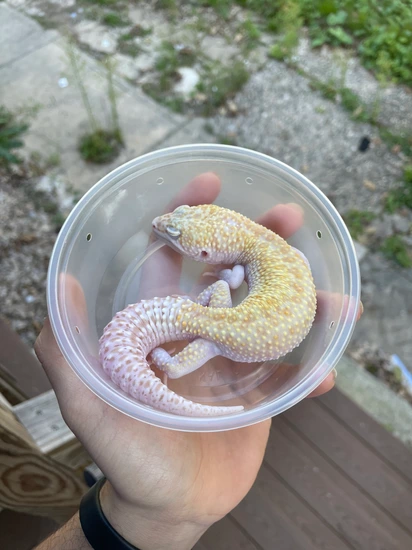 White & Yellow Mack Snow Tremper Eclipse Leopard Gecko by Will.iam Exotics