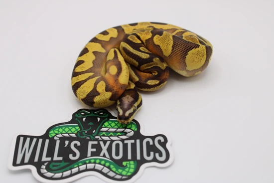 Super Enchi OD Scaleless Head Pastel Ball Python by Will’s Exotics LLC