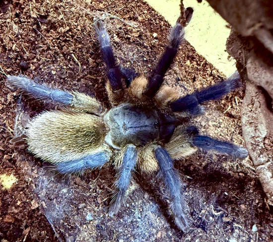 Monocentropus Balfouri - Socotra Island Blue Baboon Tarantula Communal ...