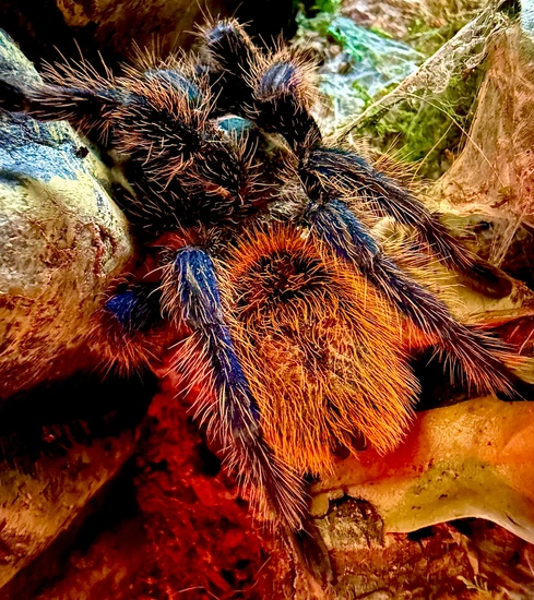 WYSIWYG!!! GBB Chromatopelma Cyaneopubescens (Green Bottle Blue) 4 ...