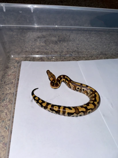 Normal Blood Python by Willy's Snakes