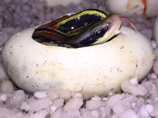 Male And Female Hatchlings Beauty Rat Snake by Kyle Wilson