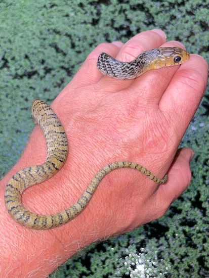 Yellow-tail Cribo Cribo & Indigo Snakes by Kyle Wilson