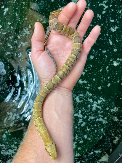 2025 Het Lav Male False Water Cobra by Kyle Wilson