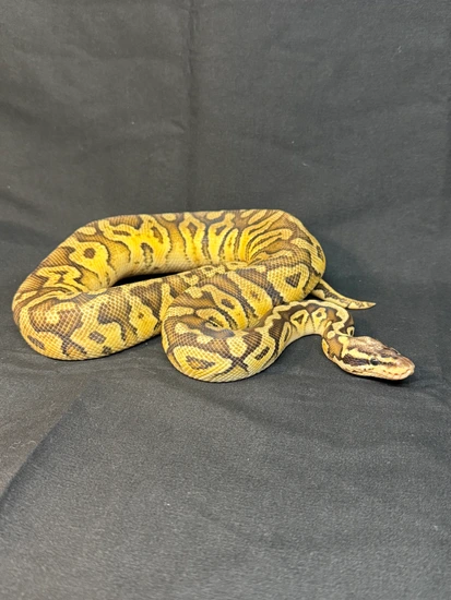 Super Pastel Het Zebra Het Hypo RTB Ball Python by Meredith