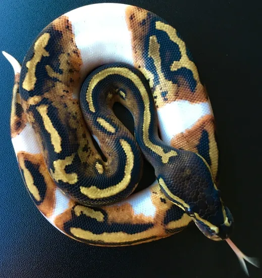 Trick Pied Ball Python by Wine Country Reptiles