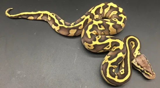 Pastel Butter Confusion Ball Python by Wine Country Reptiles