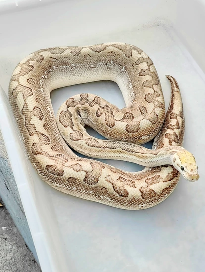 Proven Breeder Pastel Bamboo Puzzle Ball Python by WIP-Work in Progress ...