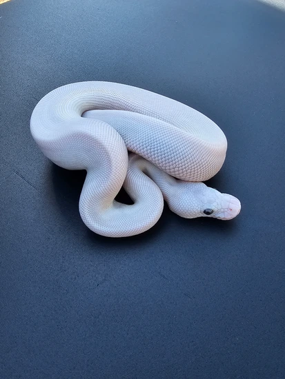 blue eyed lucy ball python morphmarket
