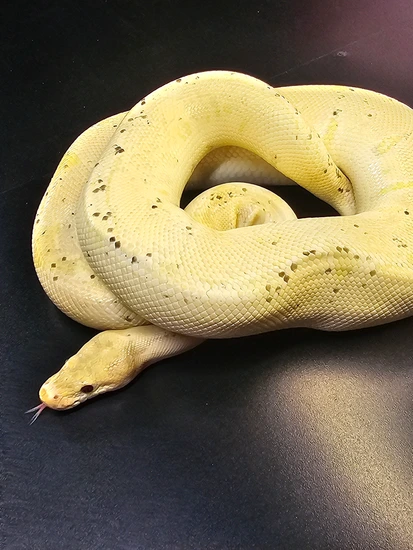 Banana Clown Pos Blade RTB Ball Python by Wish List Morphs